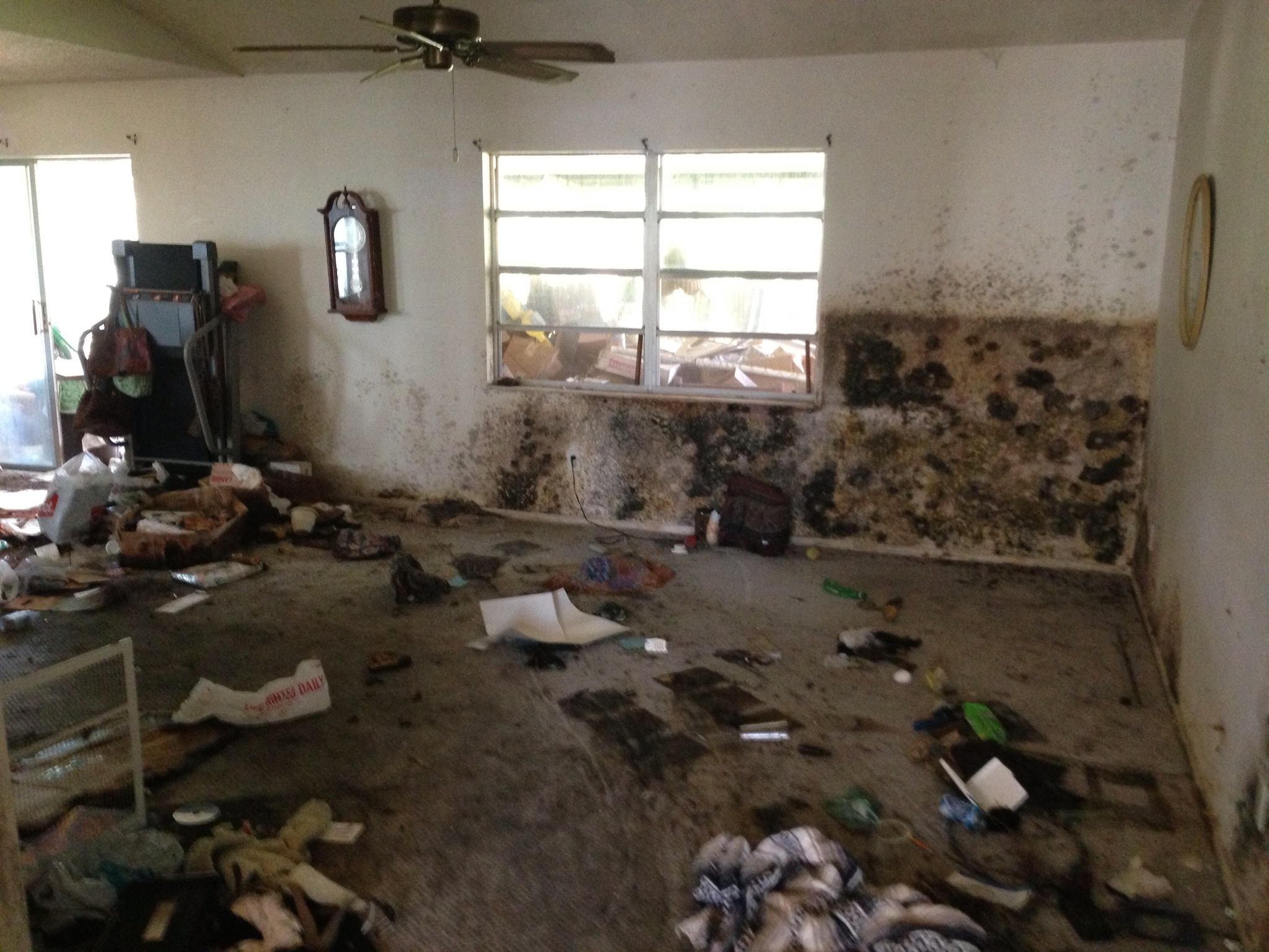 How Does A Mold Infestation Start 