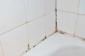 Why Does Mold Keep Coming Back After Being Removed?