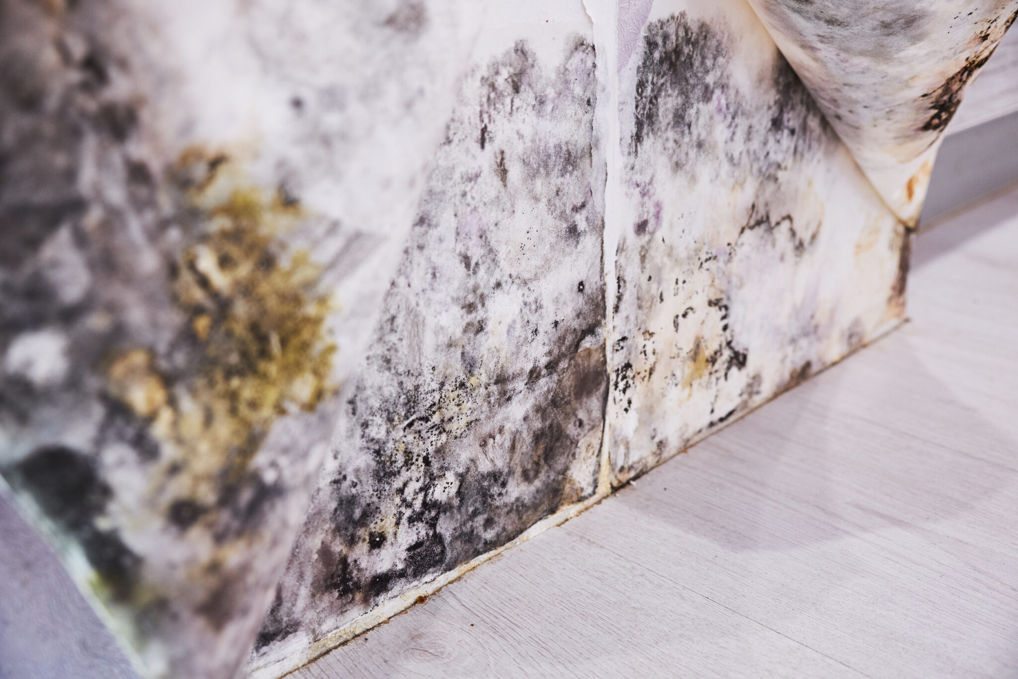 Mold Exposure & Iron Disorders Understanding Health Connections
